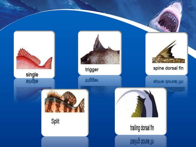 FINS IN FISHES ZOOLOGY.pptx