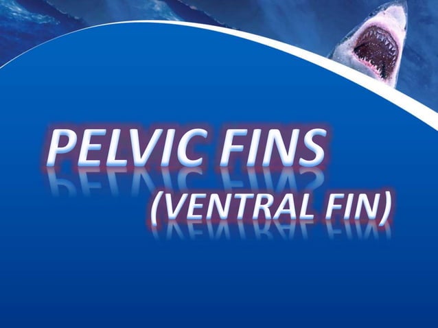 FINS IN FISHES ZOOLOGY.pptx