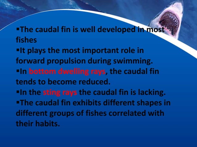 FINS IN FISHES ZOOLOGY.pptx