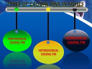 FINS IN FISHES ZOOLOGY.pptx
