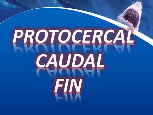 FINS IN FISHES ZOOLOGY.pptx