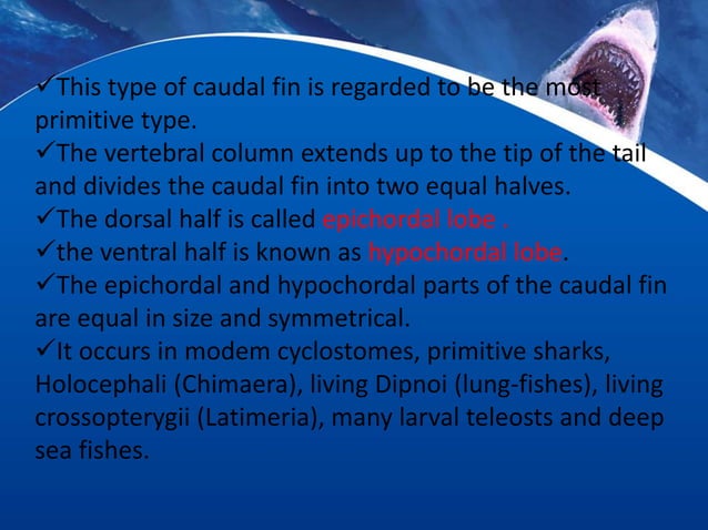 FINS IN FISHES ZOOLOGY.pptx