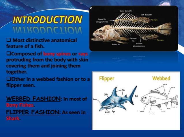 FINS IN FISHES ZOOLOGY.pptx