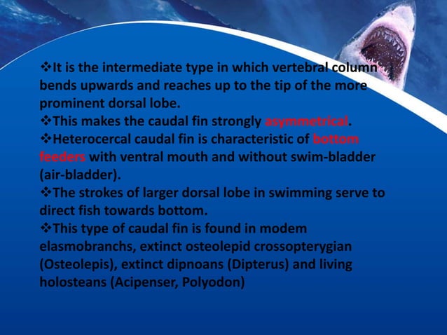 FINS IN FISHES ZOOLOGY.pptx