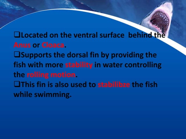 FINS IN FISHES ZOOLOGY.pptx