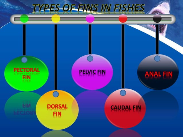 FINS IN FISHES ZOOLOGY.pptx