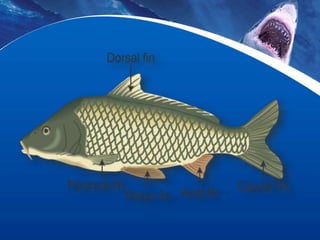 FINS IN FISHES ZOOLOGY.pptx