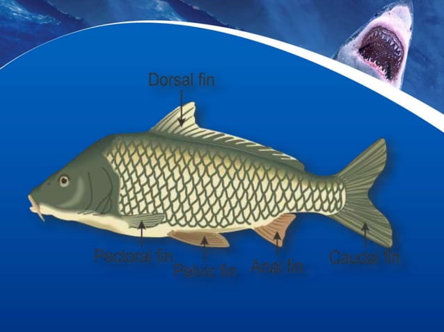 FINS IN FISHES ZOOLOGY.pptx