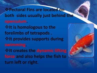 FINS IN FISHES ZOOLOGY.pptx