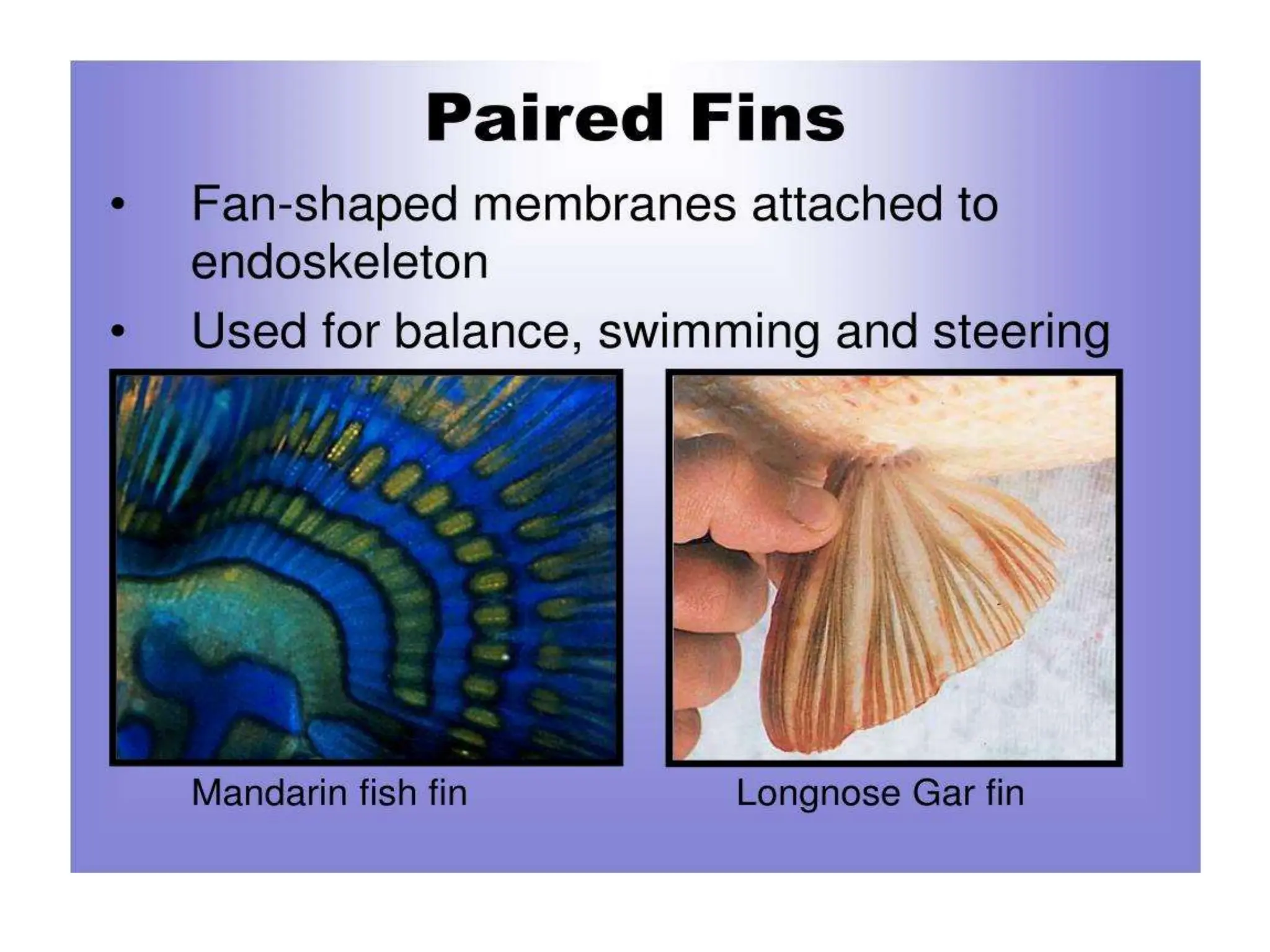 Fins of Fishes. and Scales of Fishes pptx | PPTX
