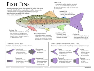 Fins of Fishes. and Scales of Fishes pptx | PPTX