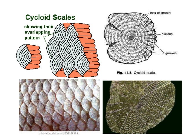 Fins of Fishes. and Scales of Fishes pptx | PPTX