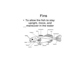 Fins of Fishes. and Scales of Fishes pptx | PPTX