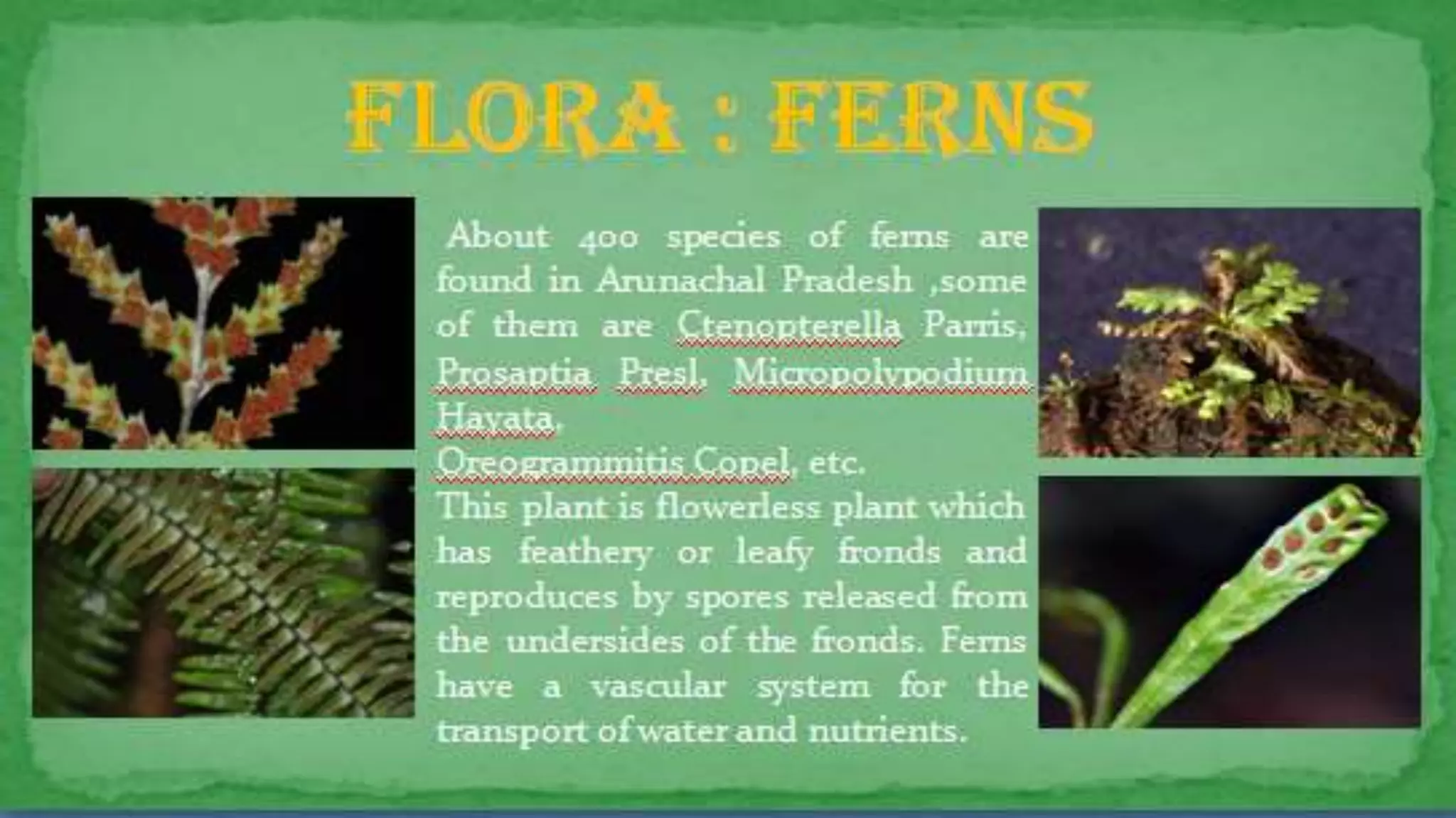 FLAURA AND FAUNA OF ARUNACHAL PRADESH P.P.T. | PPTX