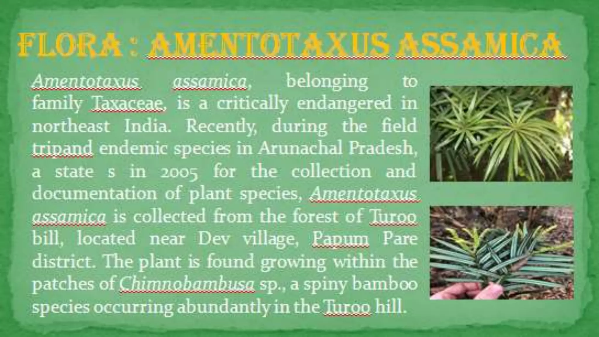 FLAURA AND FAUNA OF ARUNACHAL PRADESH P.P.T. | PPTX