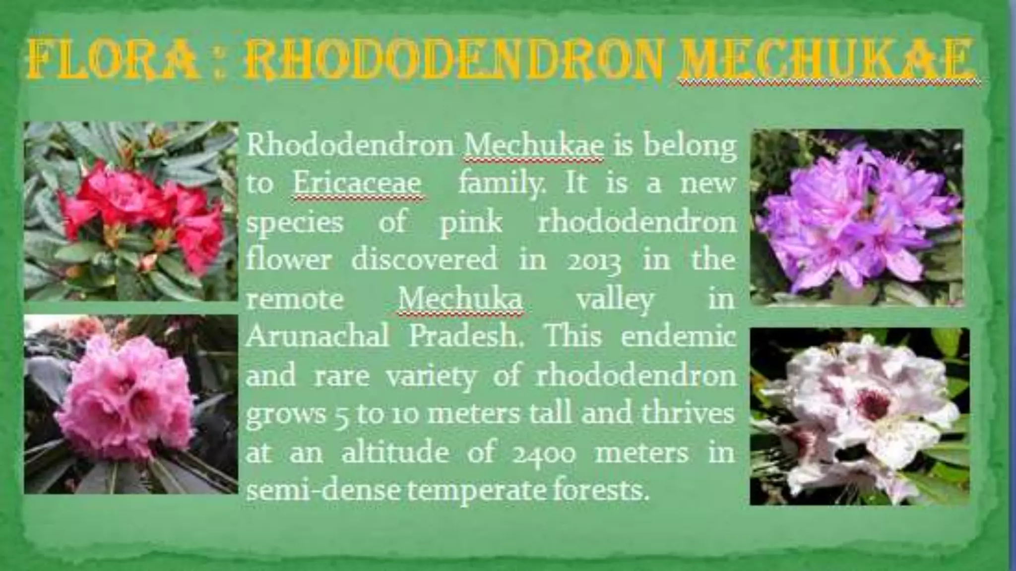 FLAURA AND FAUNA OF ARUNACHAL PRADESH P.P.T. | PPTX