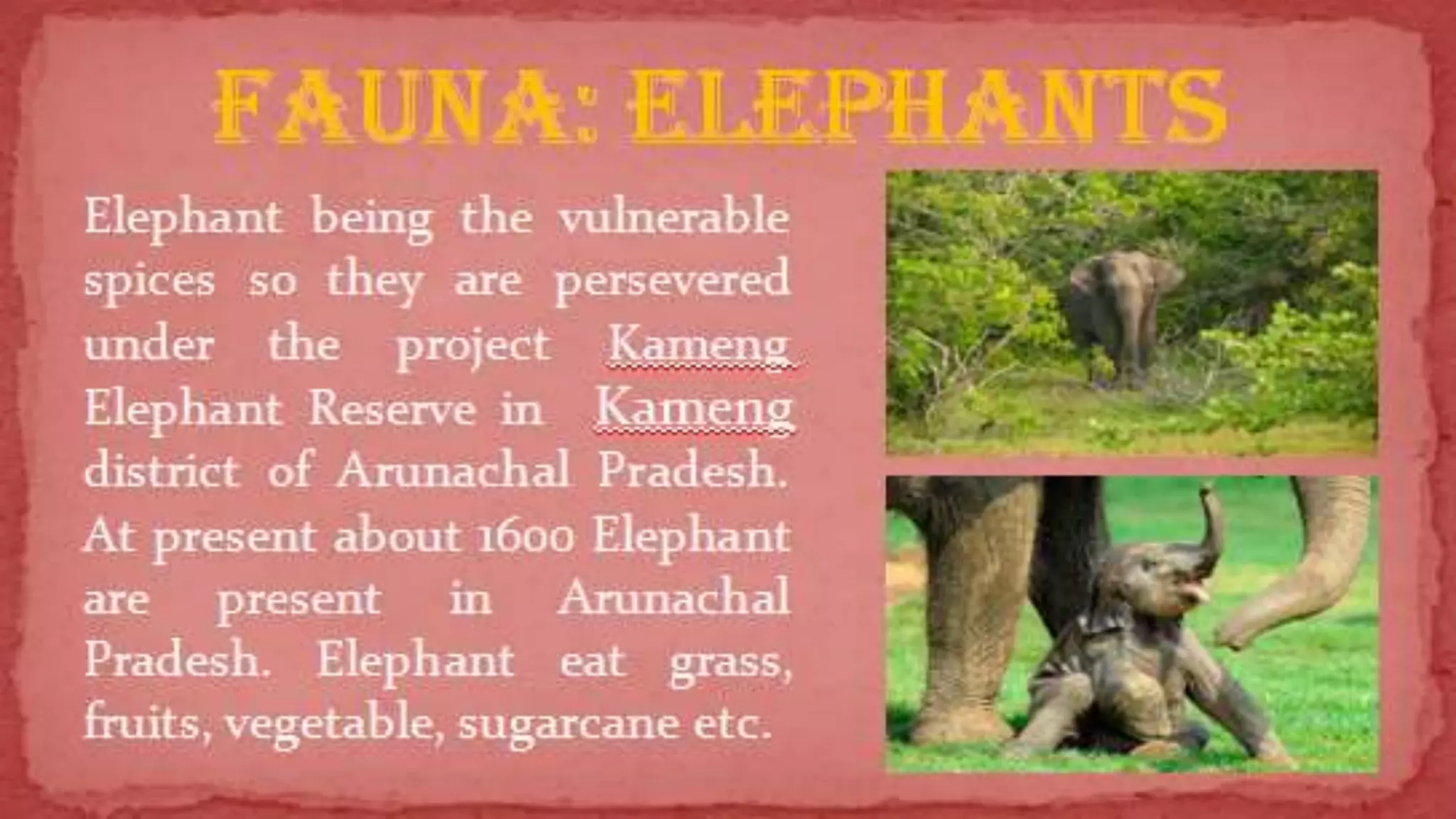 FLAURA AND FAUNA OF ARUNACHAL PRADESH P.P.T. | PPTX