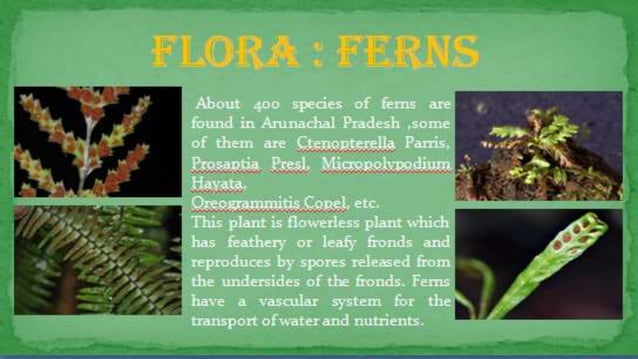 FLAURA AND FAUNA OF ARUNACHAL PRADESH P.P.T. | PPTX