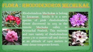 FLAURA AND FAUNA OF ARUNACHAL PRADESH P.P.T. | PPTX