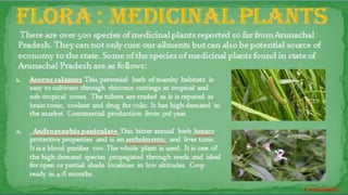 FLAURA AND FAUNA OF ARUNACHAL PRADESH P.P.T. | PPTX