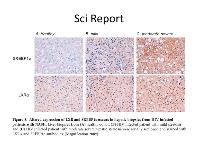 Fiorucci’s lab sci report 2015 | PPTX