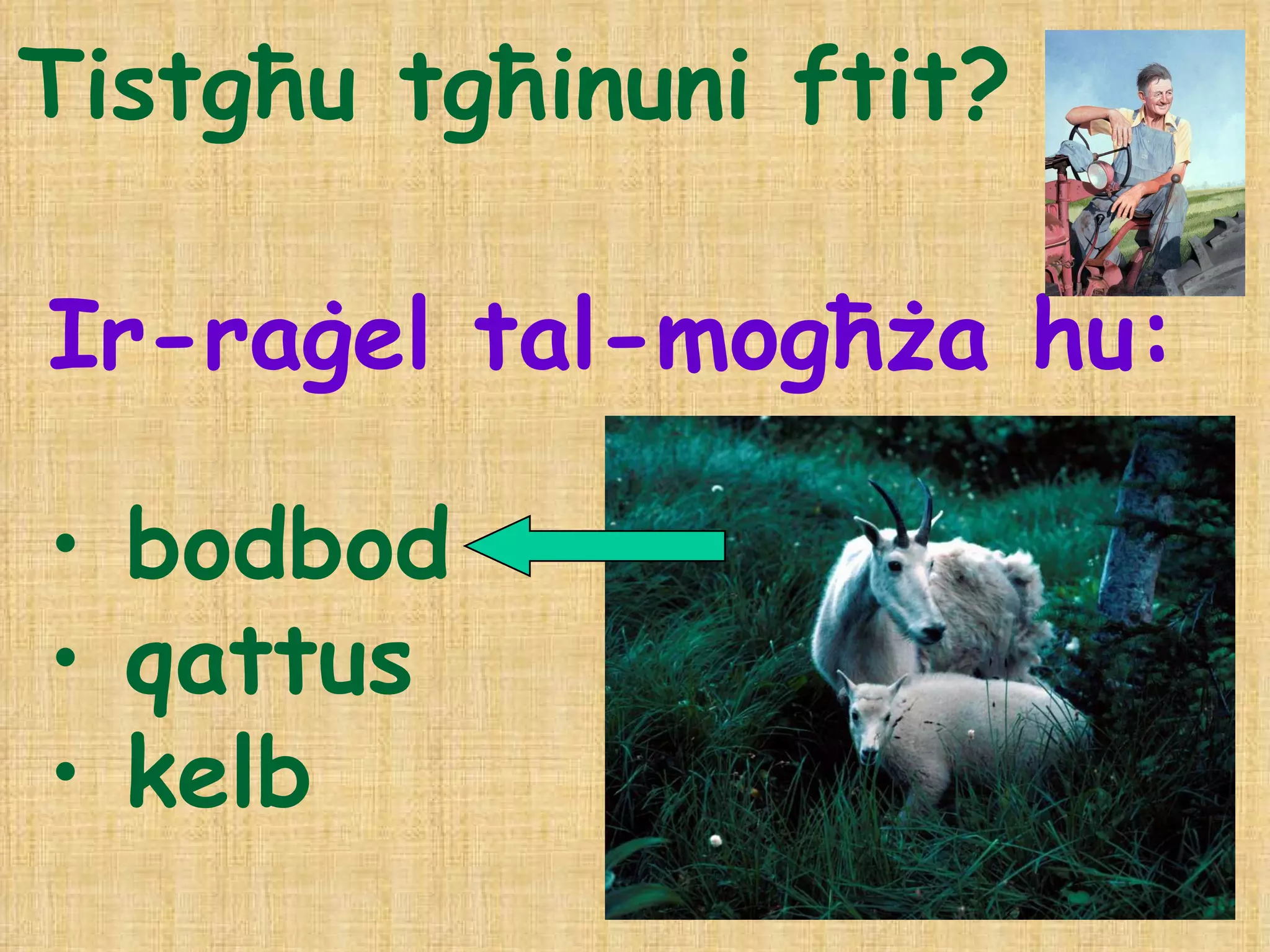 Fir razzett-maskil-u-femminil | PPT