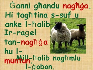 Fir razzett-maskil-u-femminil | PPT