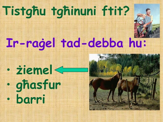 Fir razzett-maskil-u-femminil | PPT