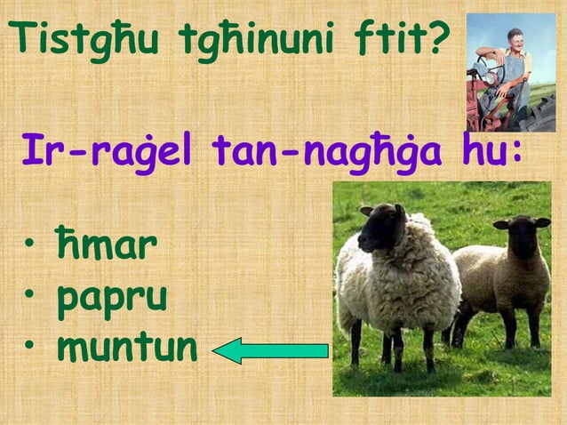 Fir razzett-maskil-u-femminil | PPT