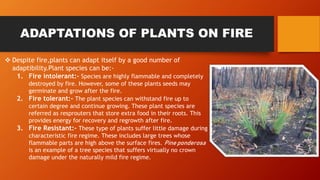 Fire.pptx