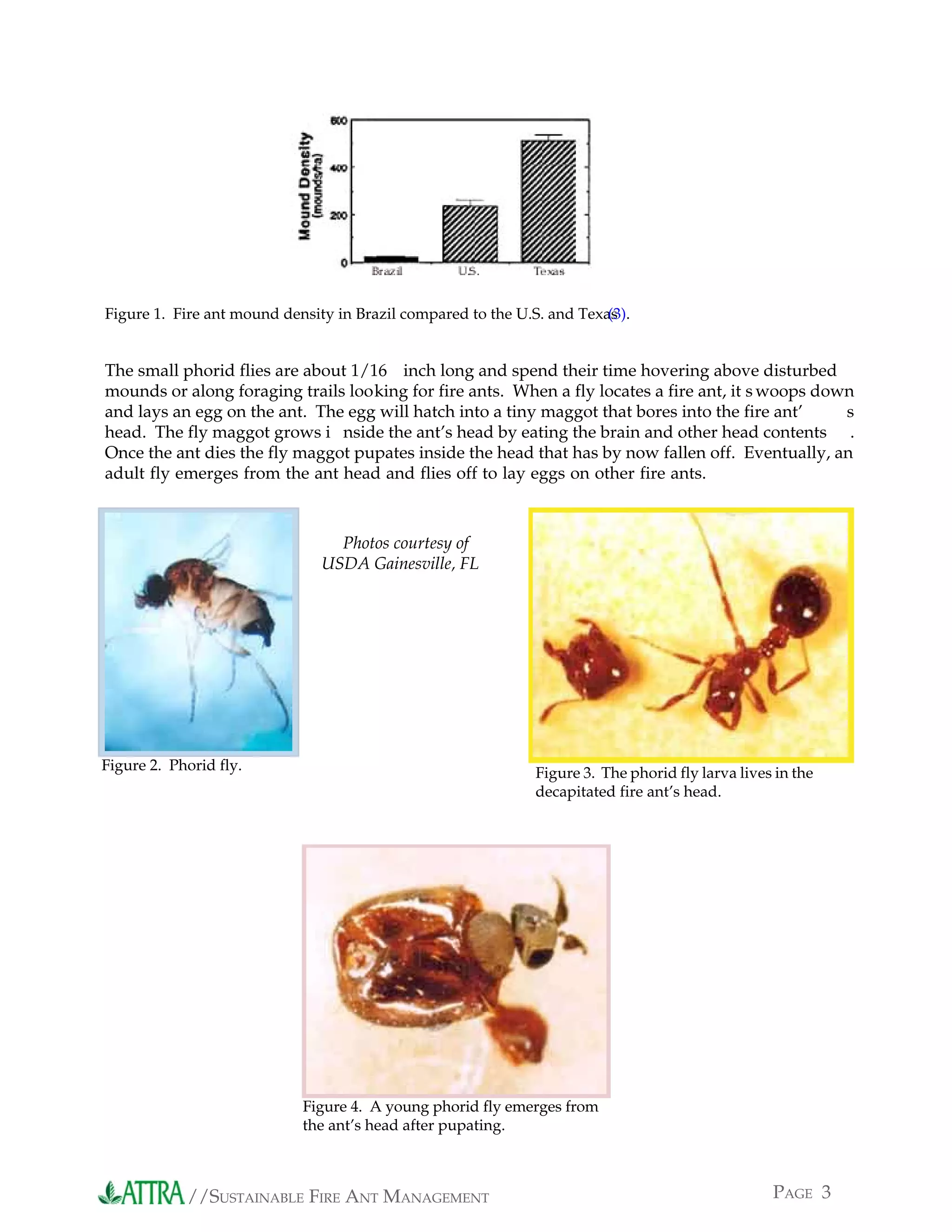 Sustainable Fire Ant Management | PDF | Geography | Science