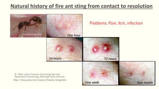 Fire ant stings: pathophysiology and natural remedy | PPT
