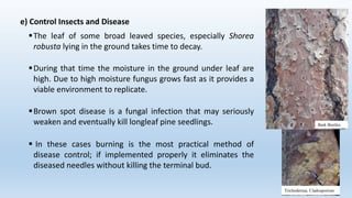 Fire as a management tools in protected area of nepal | PPTX