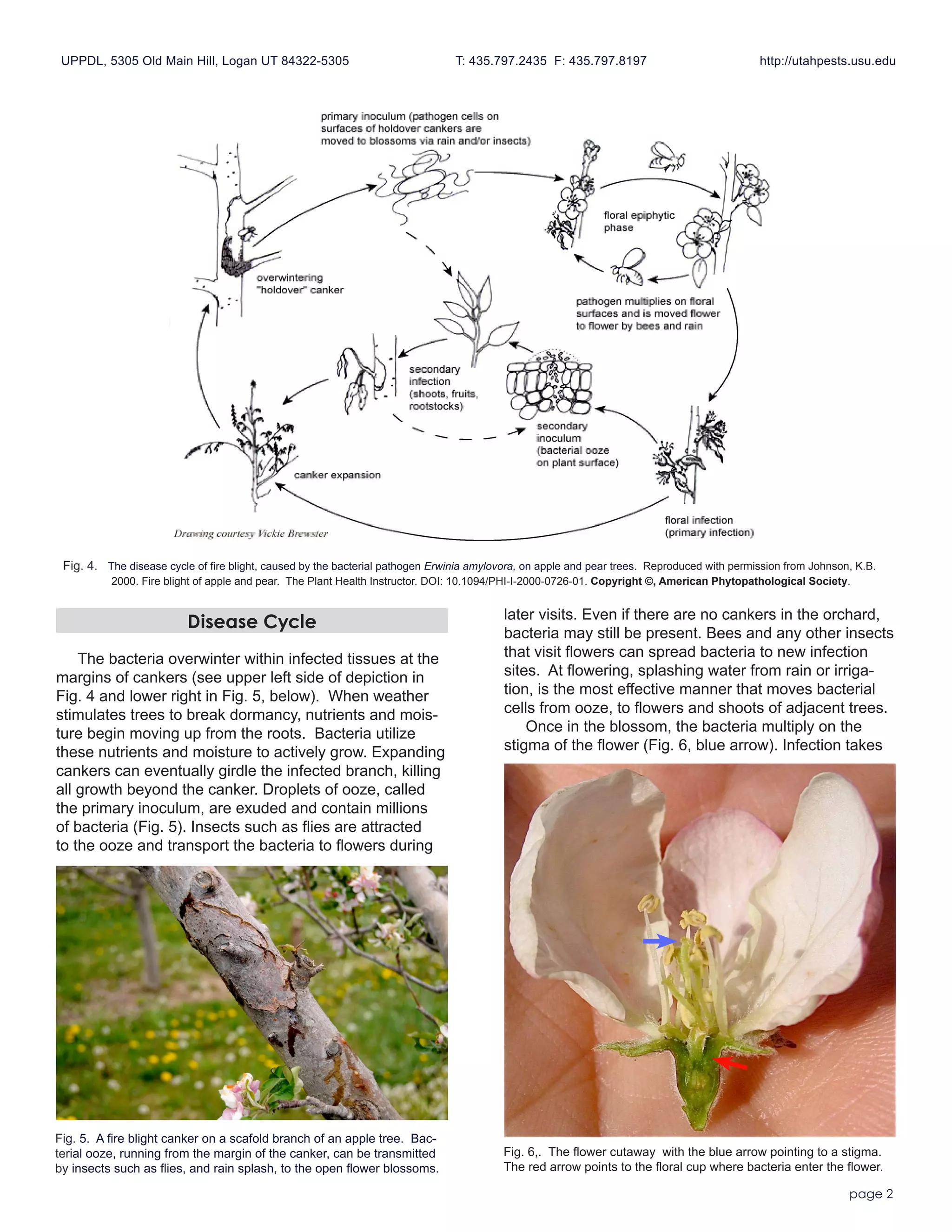 Utah Pests Fact Sheet- Fire Blight | PDF
