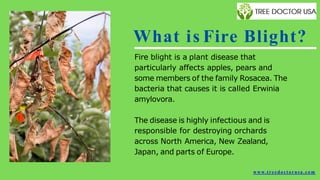 Fire Blight Know What’s Causing It and How to Stop It (1).pptx