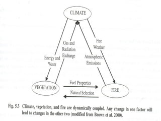 Fire ecology | PPT