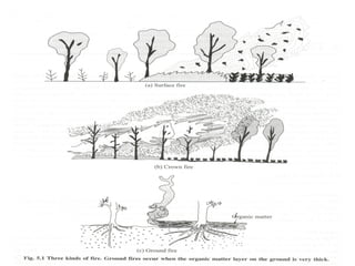 Fire ecology | PPT