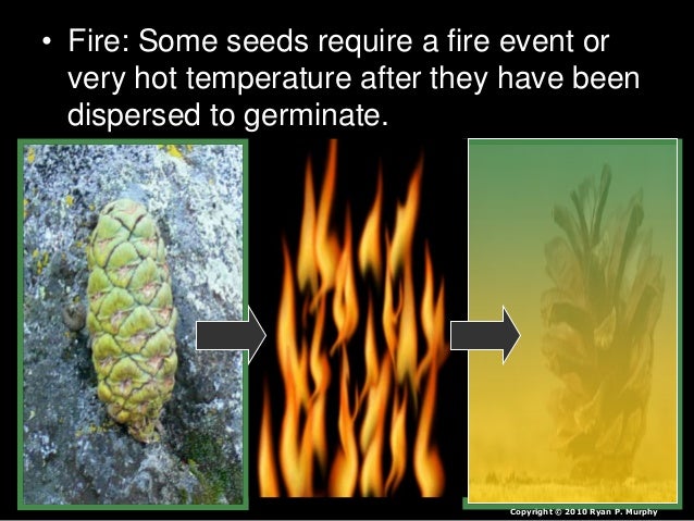 Fire Ecology Lesson PowerPoint, Let it Burn Philosophy