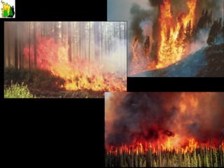 Fire ecology notes ppt | PPT