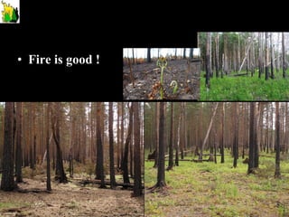 Fire ecology notes ppt | PPT