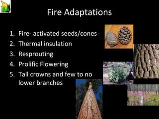 Fire ecology notes ppt | PPT