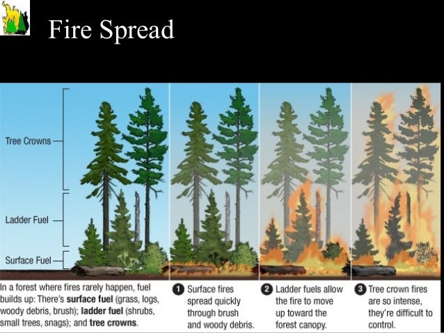 Fire ecology notes ppt
