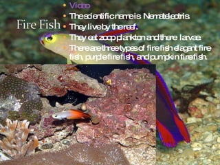 Fire Fish | PPT