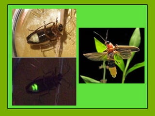 Fireflies | PPT