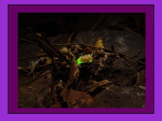 Fireflies | PPT