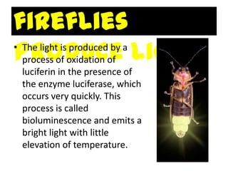 Fireflies | PDF