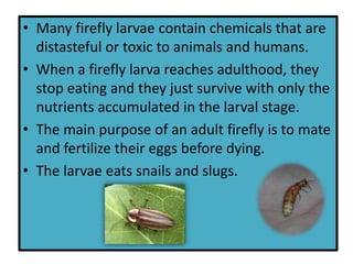 Fireflies | PPT