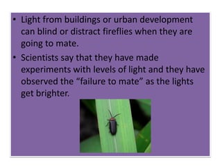 Fireflies | PPT