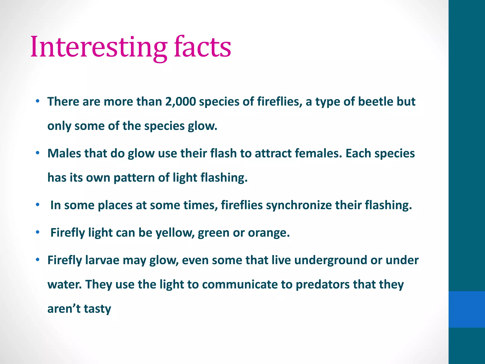 Fireflies | PPTX