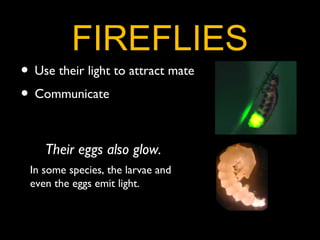 Firefly | PPT